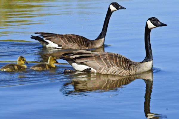 Coughlin Team : WildLifeControlSystems content : IntranetSites.com